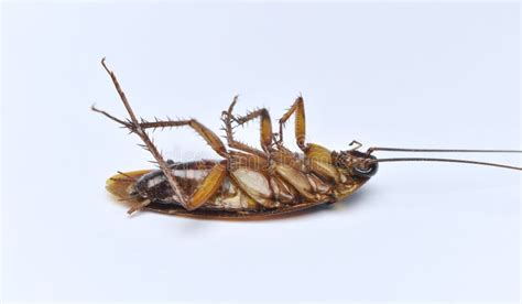 Image result for Cockroach On Its Back