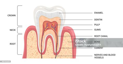 Image result for Human Tooth Structure