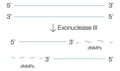 Image result for Exonuclease Function