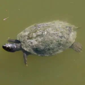 Image result for Northern Map Turtle Life Cycle