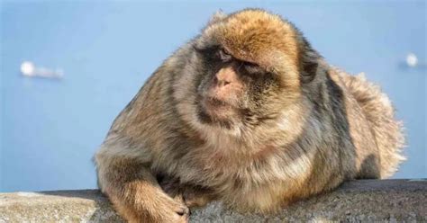 Image result for Macaque Behavior