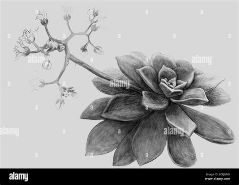 Image result for Example of Graphite Drawing
