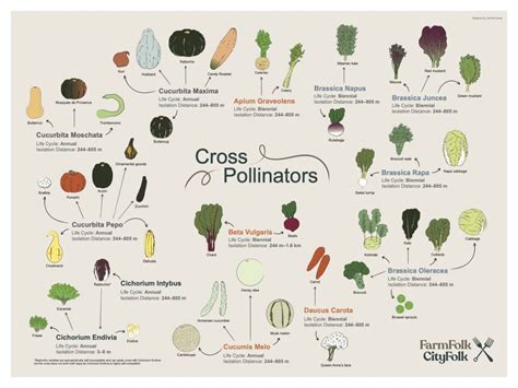 Image result for Types of Cross Pollination