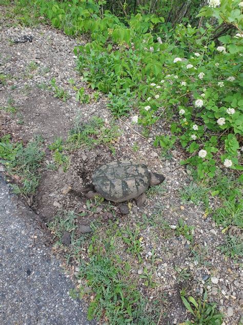 Image result for Michigan Snapping Turtle