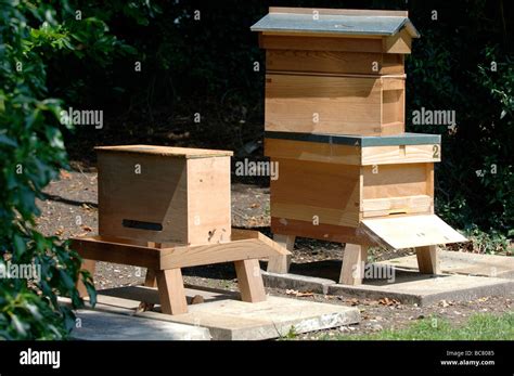 Image result for Five Frame Nuc Box