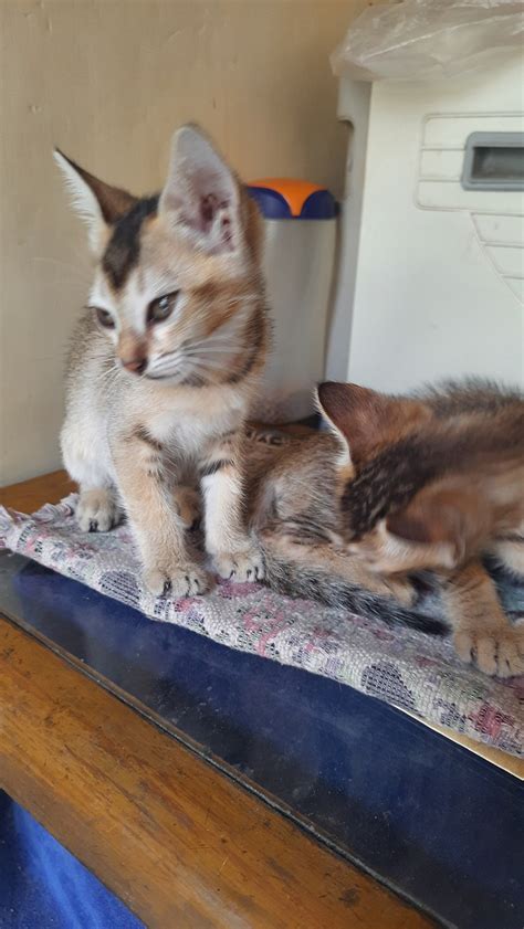 Image result for Chatons Mignons