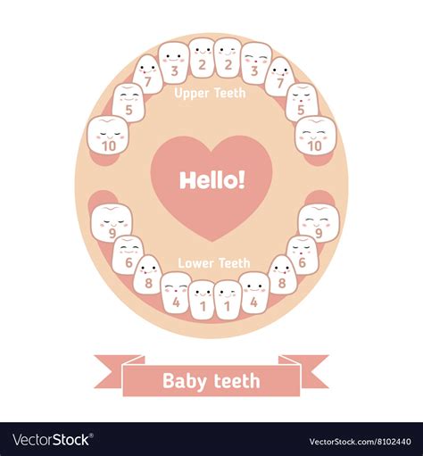 Baby teething chart Royalty Free Vector Image - VectorStock