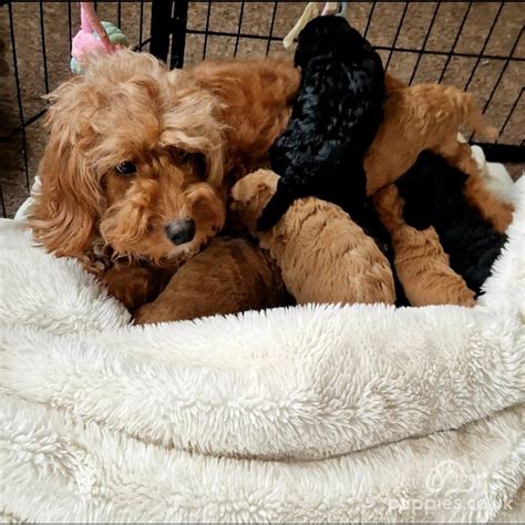 Cavapoo | Sale | Wrexham / Wrecsam, Clwyd - Last apricot f1 male boy ...