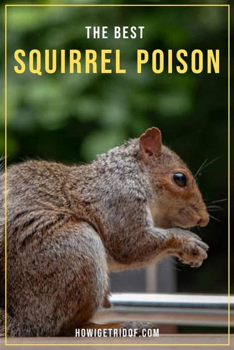 Image result for Squirrel Poison Pellets