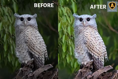 Image result for Topaz Adjust AI Tutorial