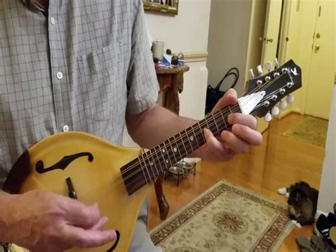 Image result for 10 String Mandolin