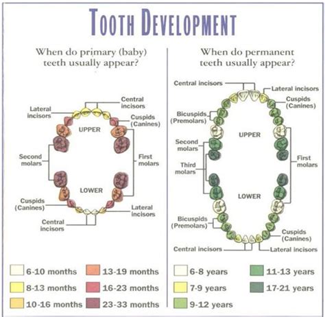 Image result for Tooth Development Video