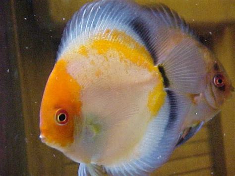 Image result for Discus Fisg