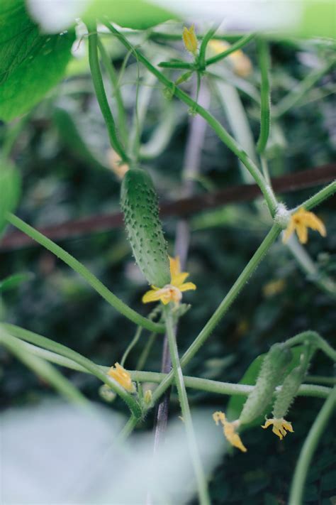 Image result for How to Manually Pollinate Cucumbers