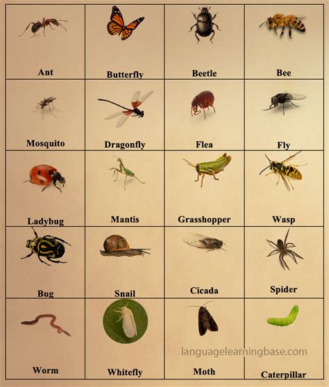 Image result for Insects and Names
