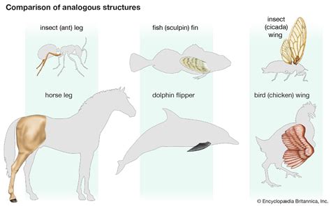Image result for Morphological System Examples
