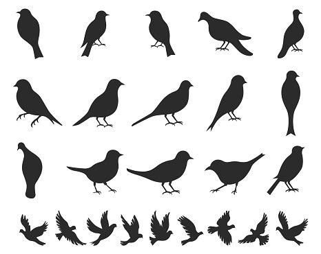 Image result for Bird Vector Question Class 11th