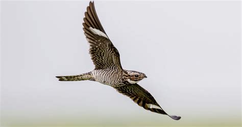 Image result for Nighthawk In-Flight Call Sounds