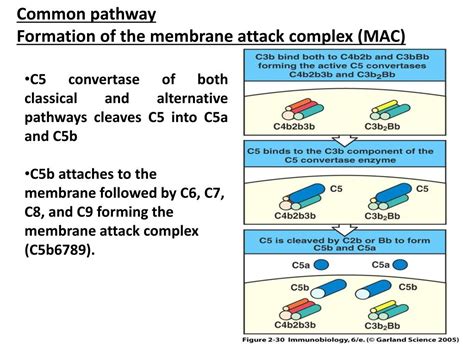 Image result for Complement System Steps