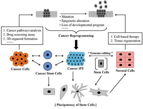 Image result for T-cell Reprogramming