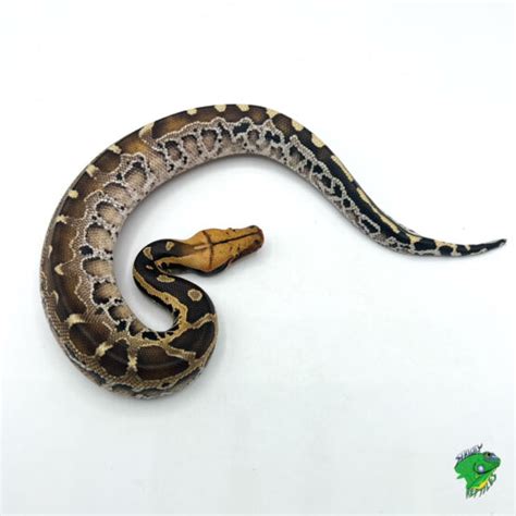 Image result for Red Blood Python