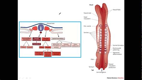 Image result for Patterning of Muscles