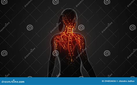 Image result for Female Lymphatic System