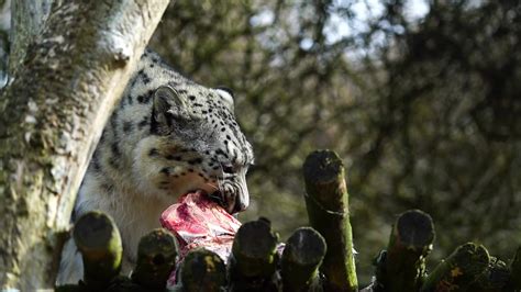 Image result for Leopard Eating
