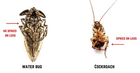 Image result for Water Bug Cockroach