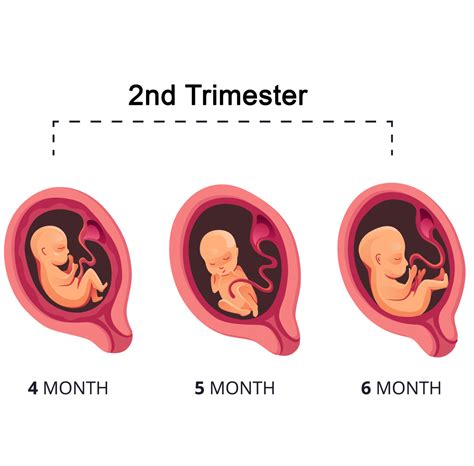 Image result for Second-Trimester Embryo Development