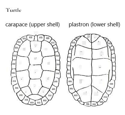 Herpetology: Turtle shell anatomy Diagram | Quizlet