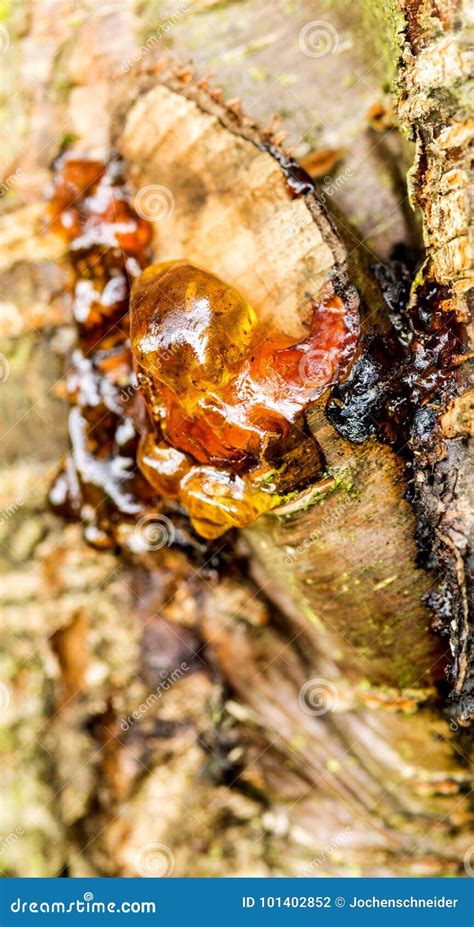 Image result for How to Clean Tree Resin