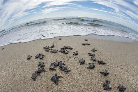 Sea Turtle Hatchlings - Follow The Fro Photography