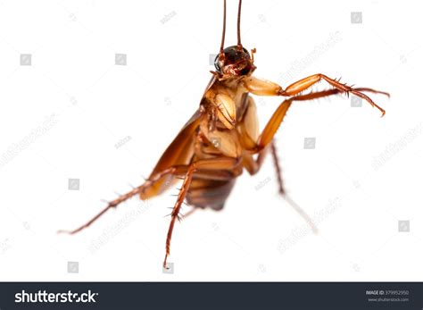 Image result for The Flying Cockroach Attack Comple