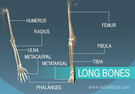 Image result for Two Types of Bone