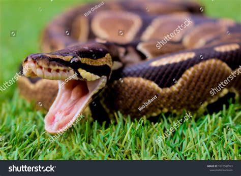 Image result for Python Snake Mouth