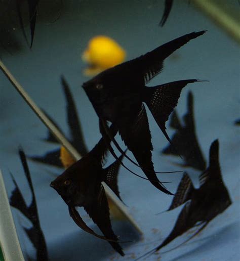 Image result for Angels Plus Angelfish