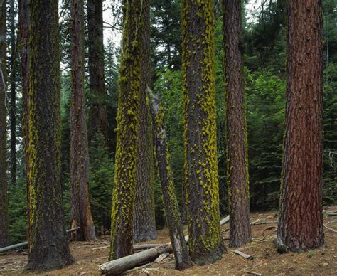 Image result for Fir Tree Identification