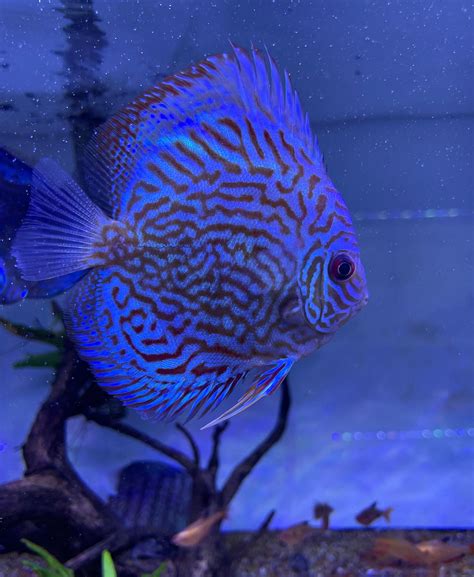 Image result for Discus vs Angelfish