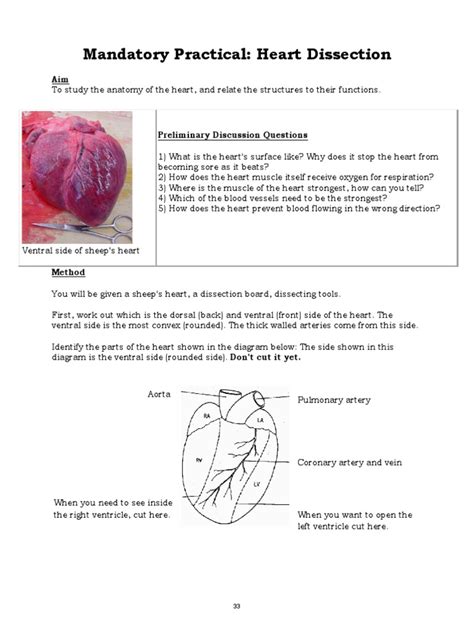 Image result for Human Heart Dissection Tutorial