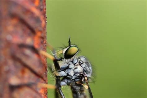 Image result for Fly Vision Lens