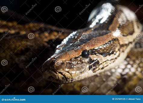 Image result for Python Snake Mouth