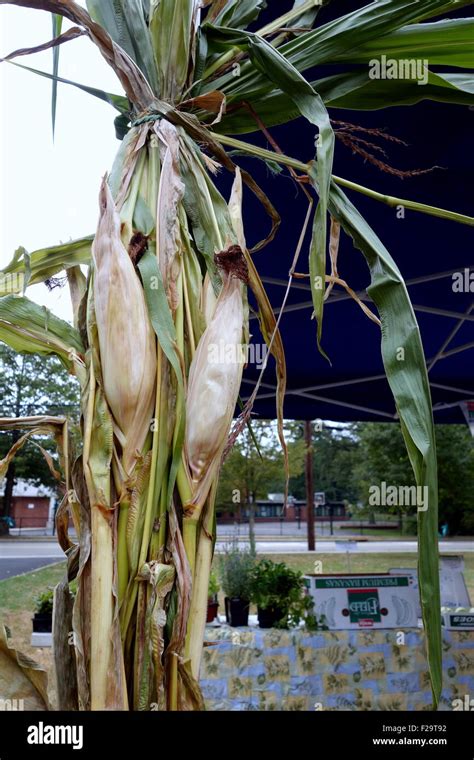 Image result for How to Display Corn Stalks