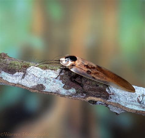 Image result for Big Cockroach