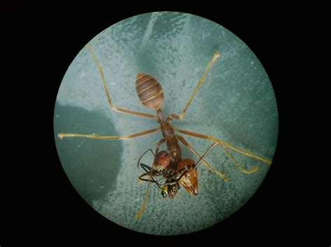 Image result for Exploding Ants No Commentary