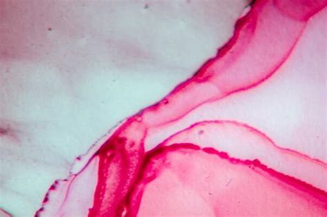 Image result for Translucent Tissue