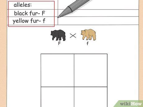Image result for Punnett Square Tutorial