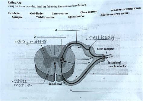 Image result for Components of Reflex Arc