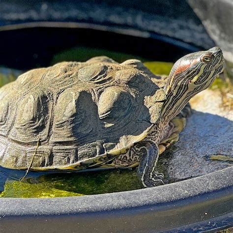 Image result for Red Ear Slider Turtle
