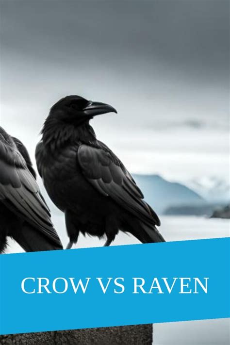 Image result for Crow Vs Raven Differences